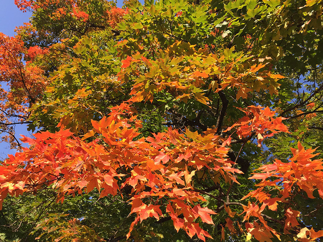 When and where to see fall foliage in the Kansas City area - KSHB.com ...