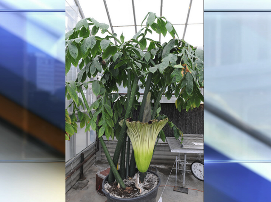 PHOTOS: 2017 Corpse Flower Bloom - Gallery