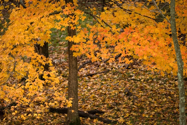 When can you expect to see fall colors? - KSHB.com 41 Action News