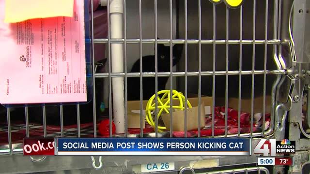 Video shows man kicking cat as if kicking a field goal - KSHB.com 41 ...